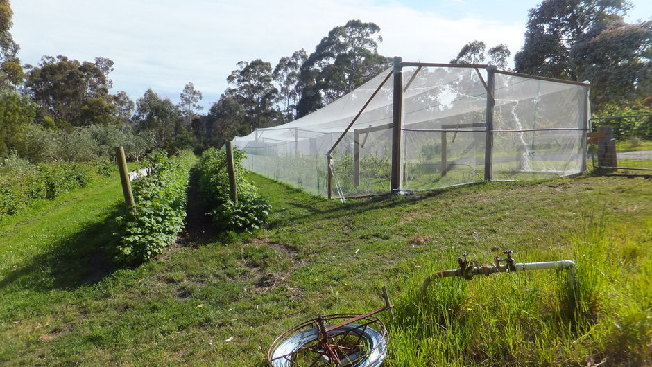 blueberry netting | Eureka Farm Info